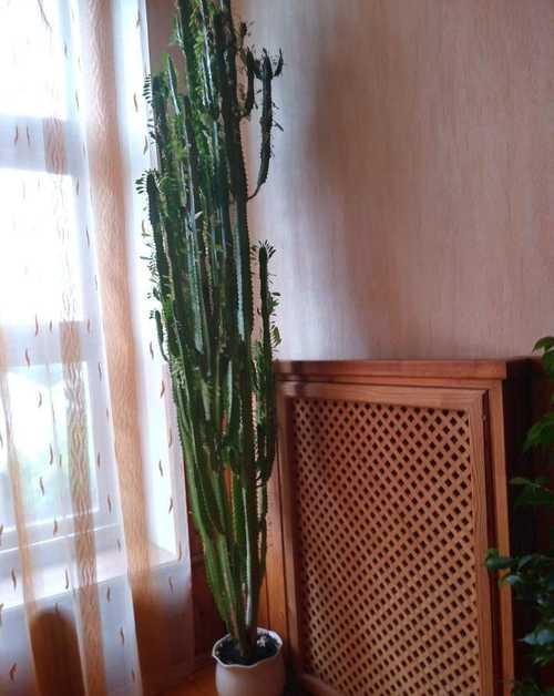 Продаю цветок молочай большой высота ствола 205 см