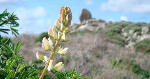 Семена люпина «Дега»