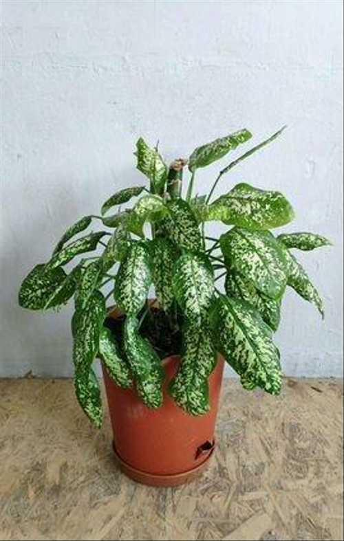 Растение Диффенбахия 60см