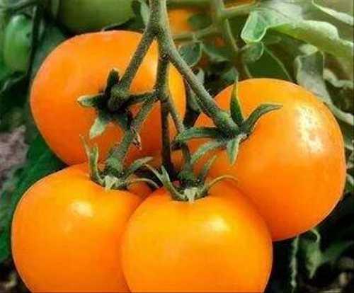 Семена томатов безрасадного выращивания