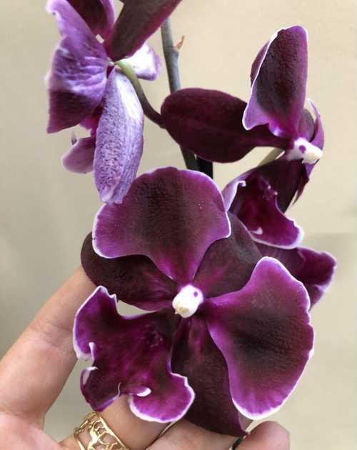 Орхидея Биг Лип Sweet Candy