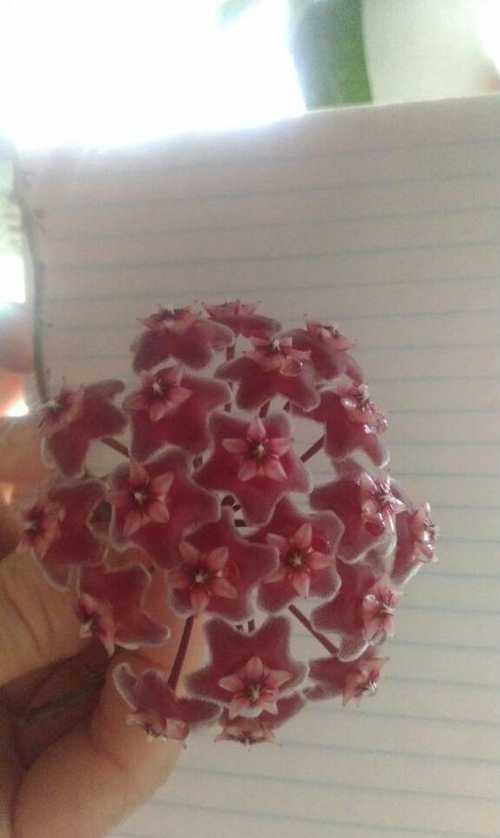 Hoya pubicalyx cv. "Pink Silver”* "Silver Pink”*
