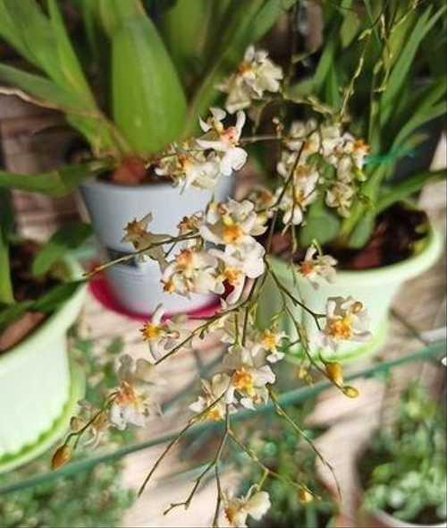 Орхидея Онцидиум Твинкл Чан-цзу голден
