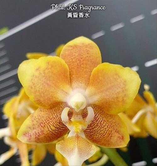 Предзаказ орхидея Phal. KS Fragrance