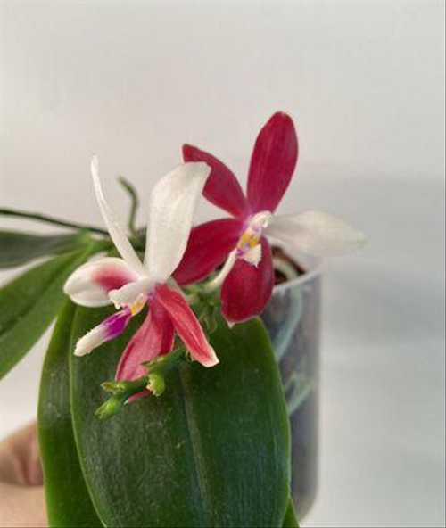 Phal. Tetraspis ‘Red and white’