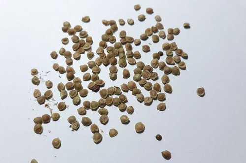 Семена мимозы купить. Мимоза стыдливая семена. Какие семена у мимозы. Как выглядят семена мимозы. Семена мимозы египетской как они падают.
