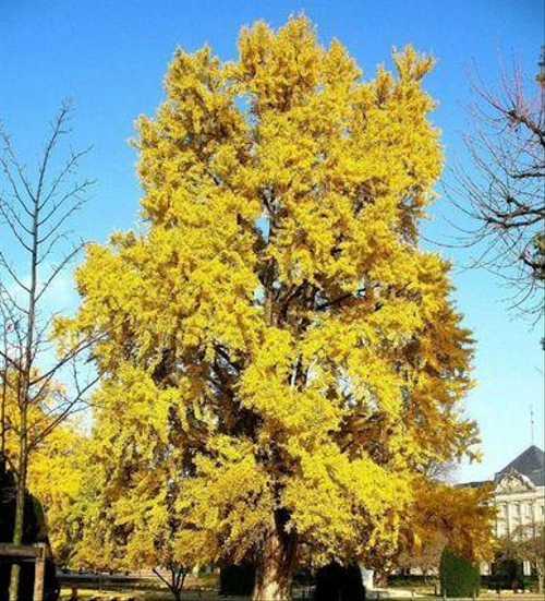 Купить саженцы Гинкго билоба, гинка, ginkgo