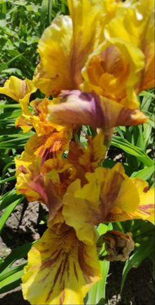 Ирисы бородатые