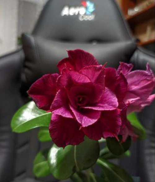 Адениум, прививка