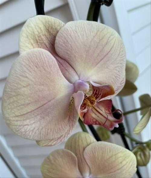 Орхидея фаленопсис Леди Мармелад