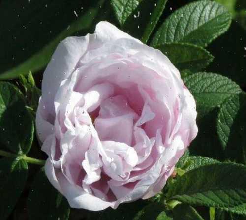 Саженцы Розы ругоза морщинистая