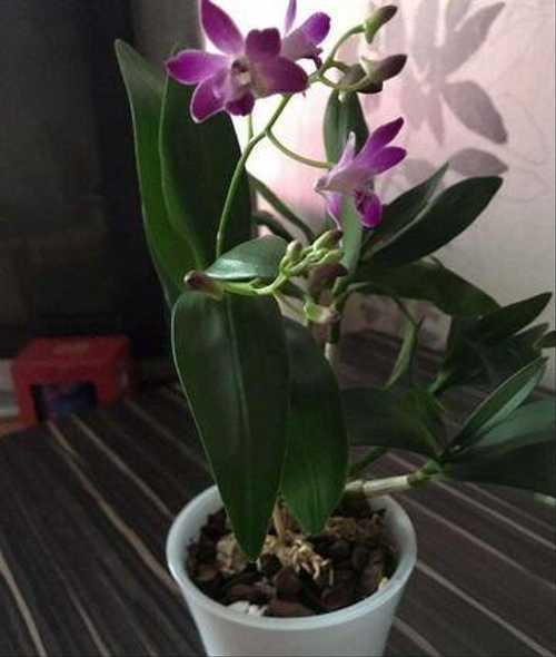 Орхидея Кингианум цветёт