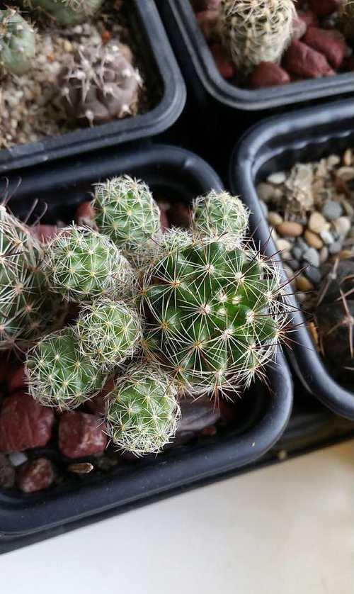 Кактус Mammillaria vetula subsp. gracilis