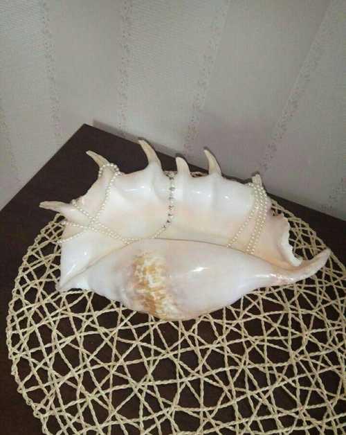 Ракушка большая