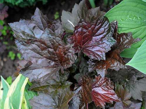 Многолетники. Лунария, Гейхера, Малочай, Чистец