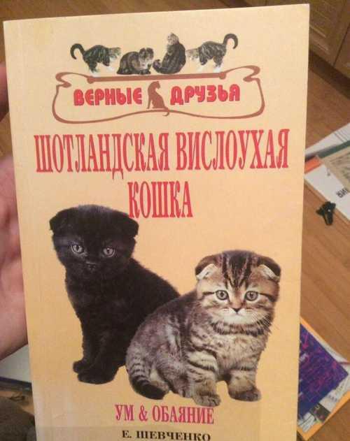 Шотландская вислоухая кошка