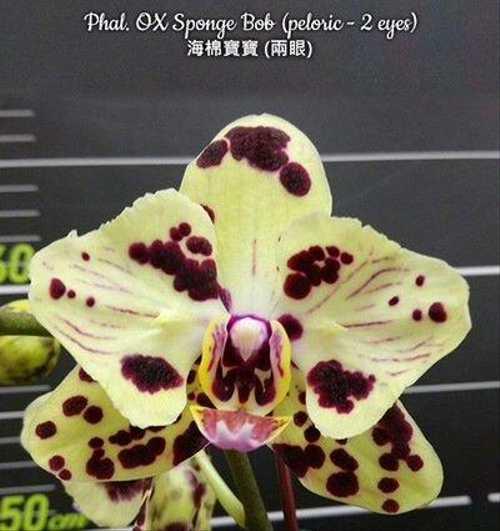 Орхидея фаленопсис OX Sponge Bob
