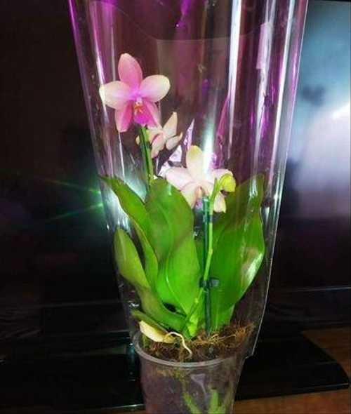 Орхидея фаленопсис лиодора
