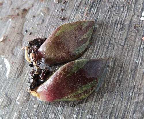 Lenophyllum guttatum Red-Variegate