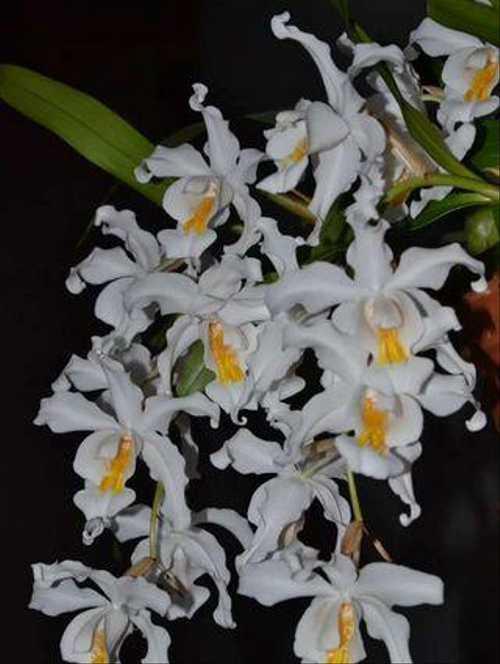 Орхидея Цилогина Кристата Coelogyne Cristata