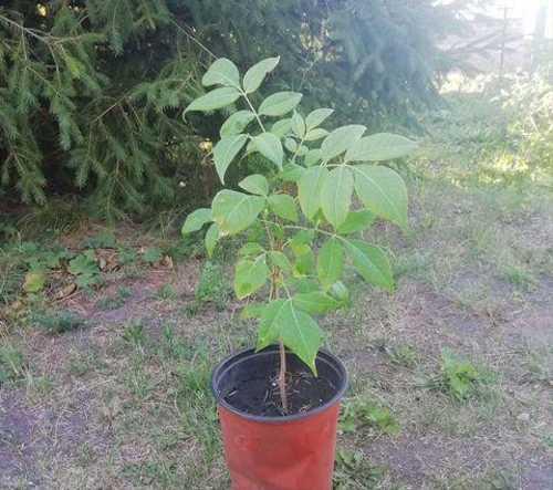 Бархат амурский или пробковое дерево