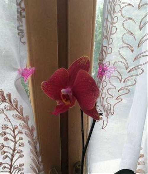 Орхидея фаленопсис Ола