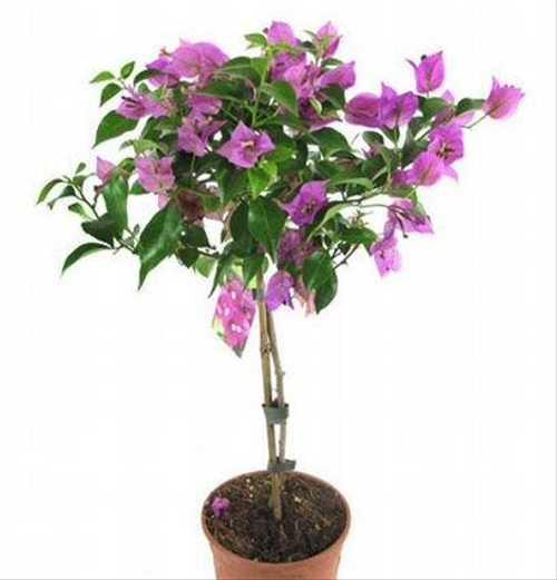 Бугинвилея на штамбе с фиолетовыми цветками на фо