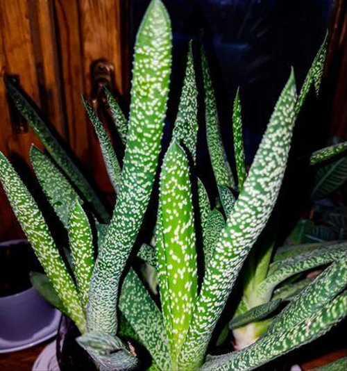 Гастерия gasteria carinata (mill.) duval