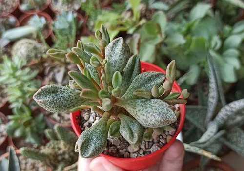 Адромискус (Adromischus "Silver fountain")