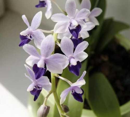 Орхидея Phal Tzu Chiang Sapphire