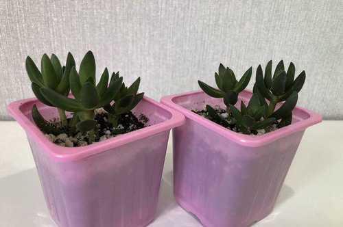Крассула бен / crassula ben