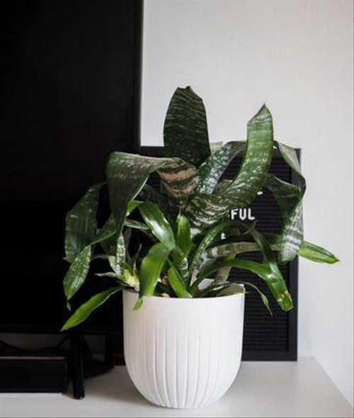 Эхмея полосатая