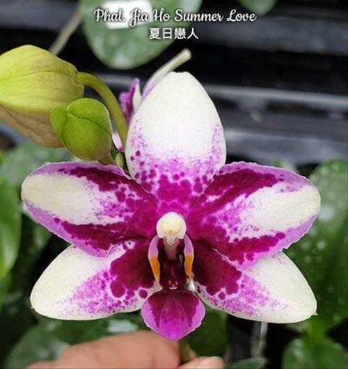 Орхидея фаленопсис Phal. Jia Ho Summer Love