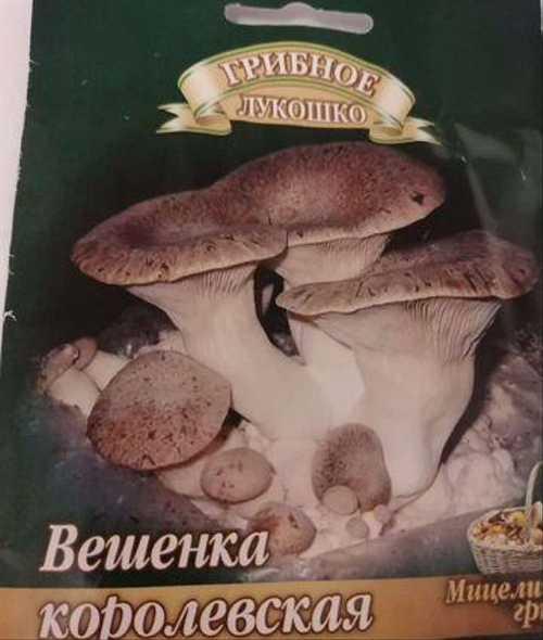 Мицелий вешенки королевской