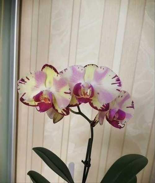 Орхидея фаленопсис Phal. Miki Tipsy '86'