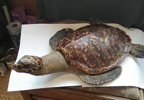 Чучело морской черепахи