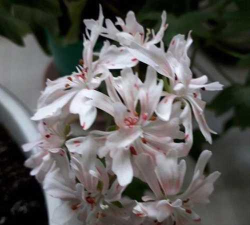 Пеларгония сортовая