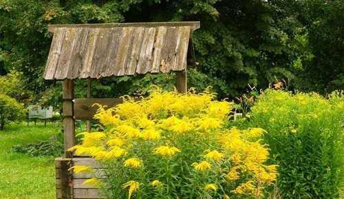 Золотарник (Solidago) канадский