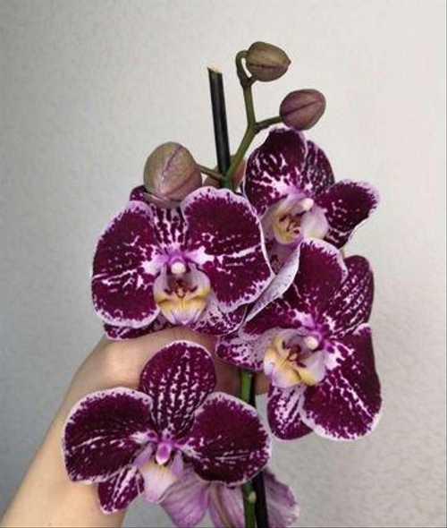 Орхидея фаленопсис Пятнистый