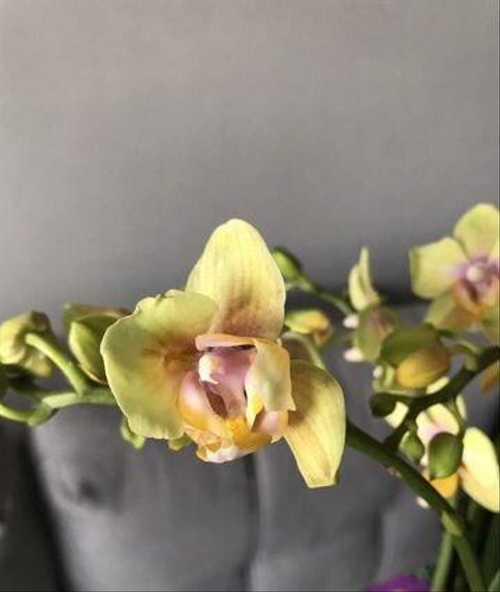 Орхидея фаленопсис трилипс 2в1