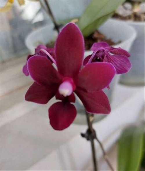 Орхидея фаленопсис Black pearl Черная жемчужина