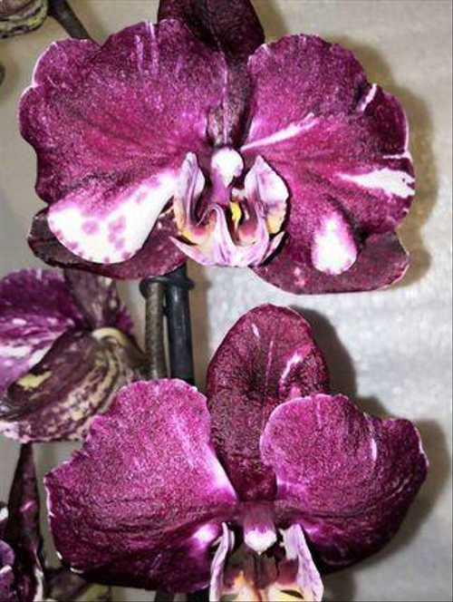 Орхидея фаленопсис "Шоколад"