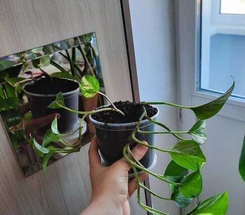 Эпипремнум Золотистый (Golden Pothos)