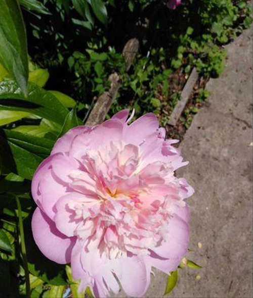 Пионы для букетов