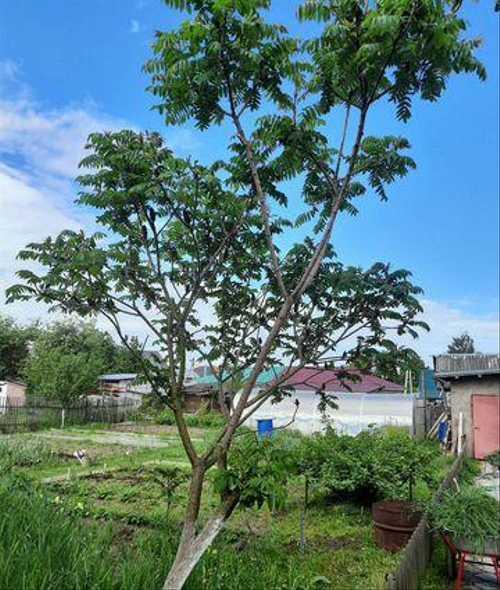 Пальма адыгейская, "Уксусное дерево"
