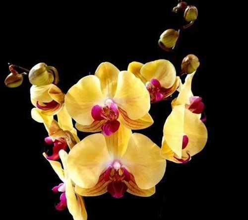 Желтая орхидея в кашпо Ананас 96078