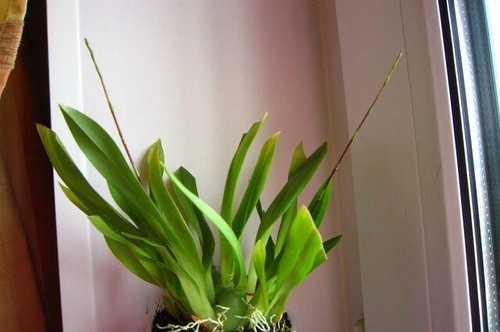 Орхидея онцидиум Твинкле