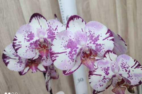 Сортовая Орхидея Magic ART