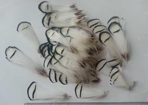 Натуральные перья фазана для вязание мушек