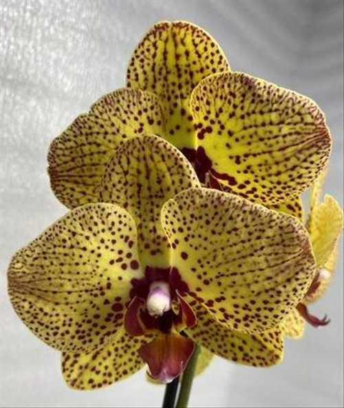 Орхидея фаленопсис «Kres»